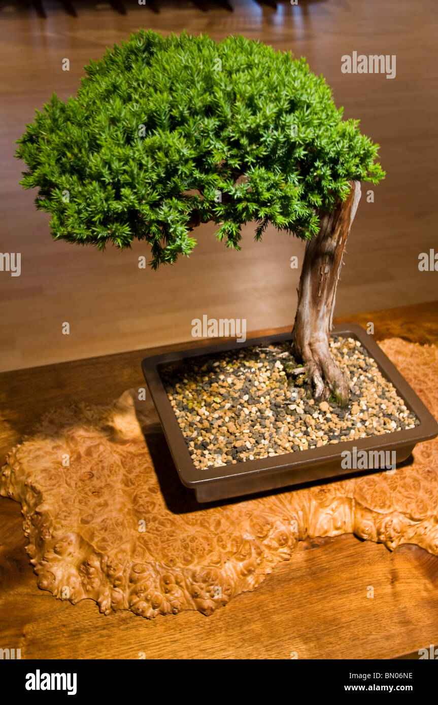 Japanese Bonsai Tree Stock Photo - Alamy