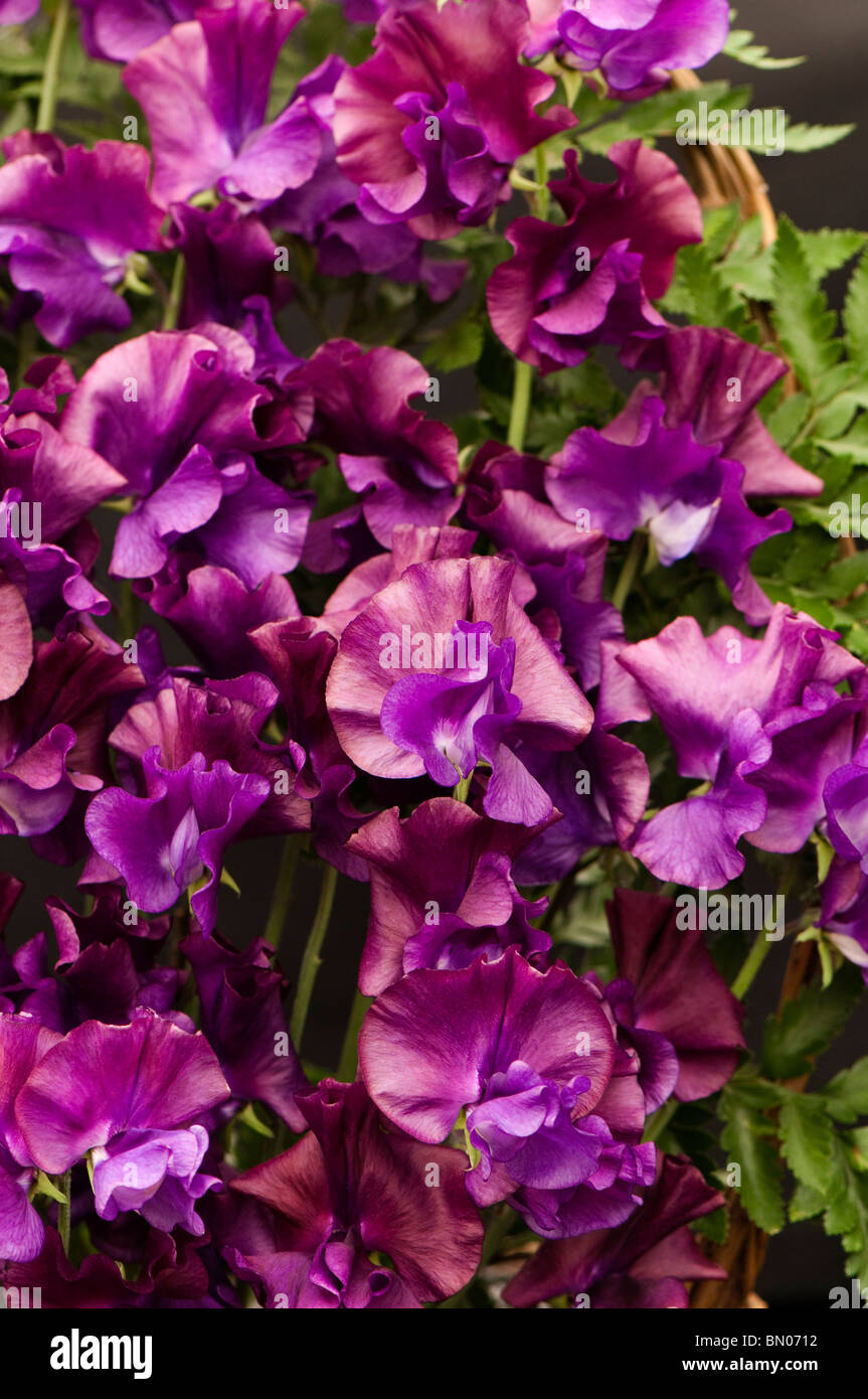 Sweet Pea, Lathyrus Odoratus, 'Just Jenny' flowers Stock Photo - Alamy