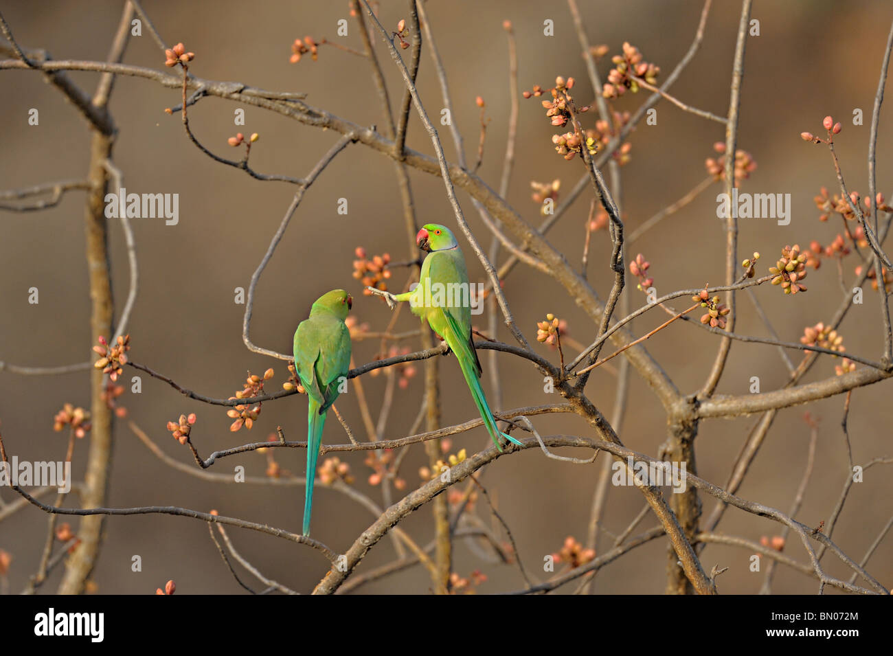 Mating pair of Rose-ringed Parakeet (Psittacula krameri), also known as ...