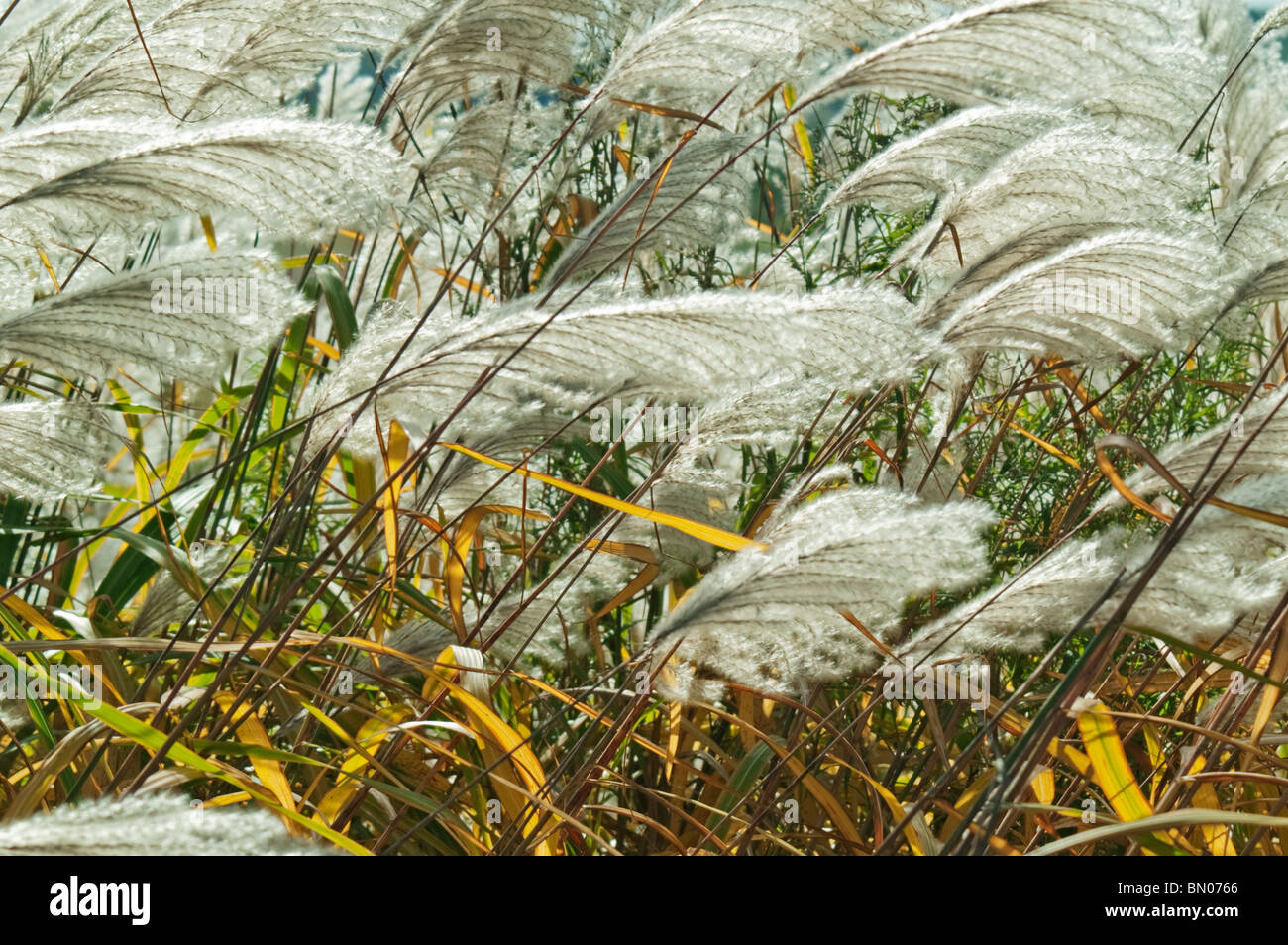 Amur silvergrass (Miscanthus sacchariflorus). Known as Silver Banner ...