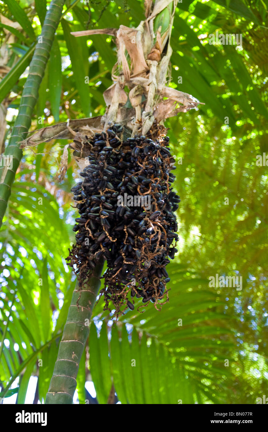 Palmae arecaceae hi-res stock photography and images - Alamy
