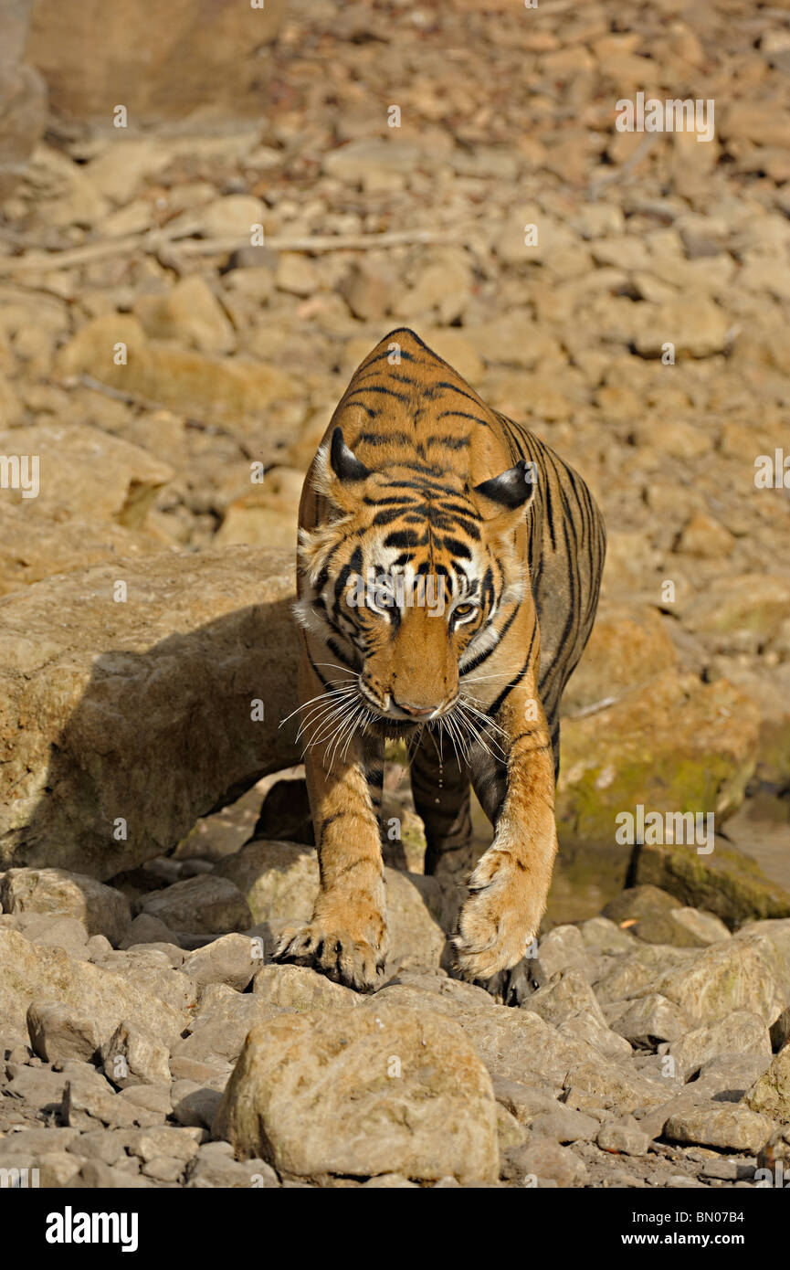 Tiger cooling off in a water hole in the hot summers of Ranthambore ...