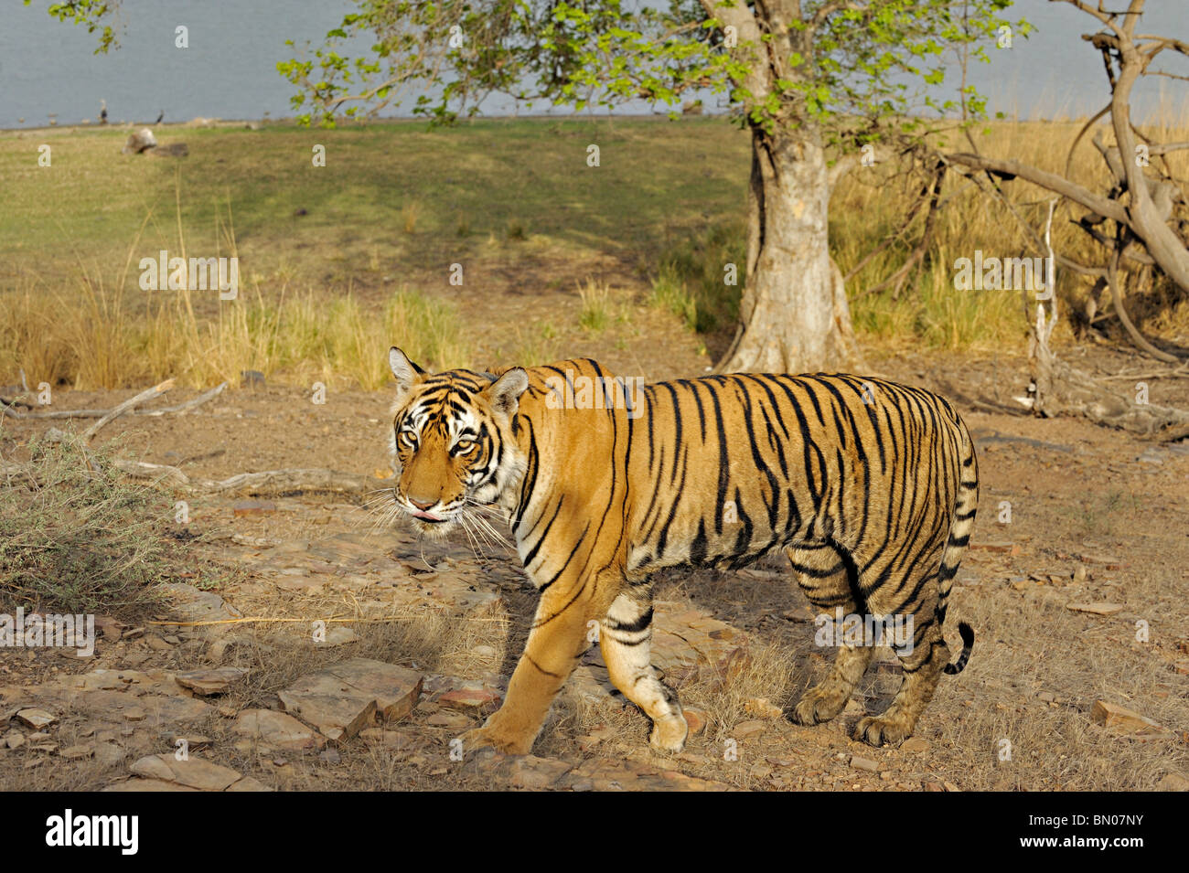 Big cat indian tiger research hi-res stock photography and images - Alamy