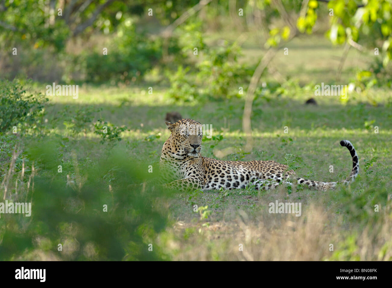 Leopard sitting in jungle hi-res stock photography and images - Alamy