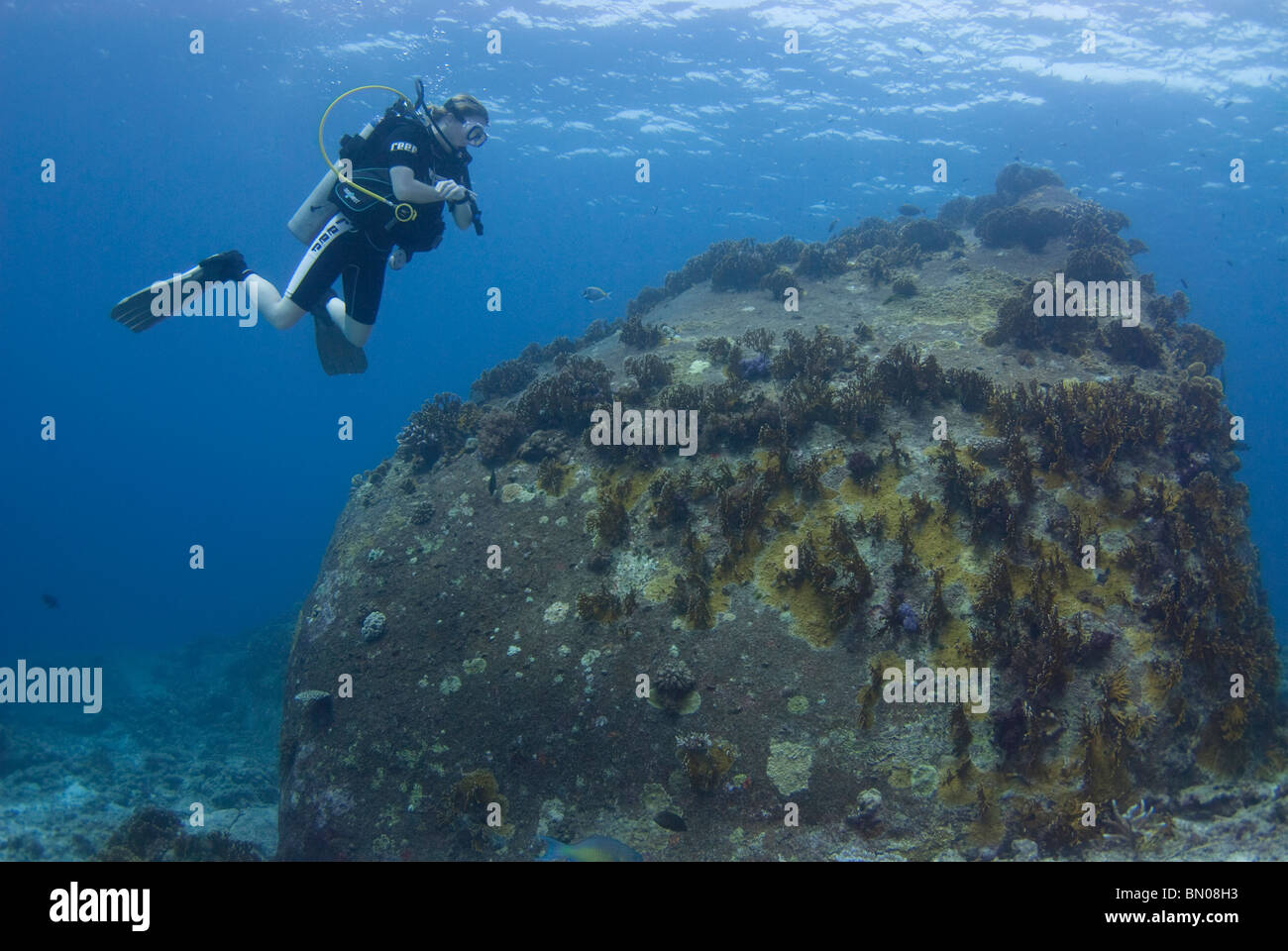 Scuba diver looking large hi-res stock photography and images - Alamy