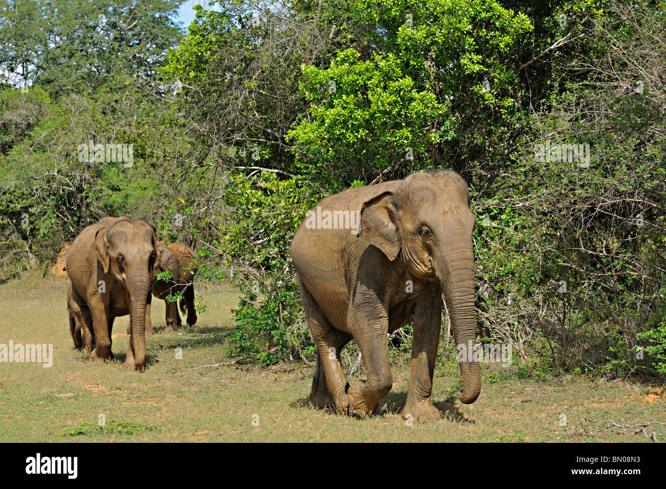 Elephants yala national park hi-res stock photography and images - Alamy