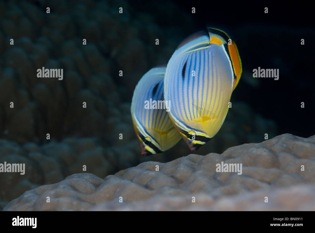 Pair of Indian Redfin Butterflyfish, Chaetodon trifasciatus, feeding ...