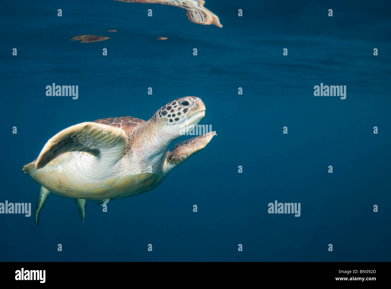 Turtle near the surface hi-res stock photography and images - Alamy