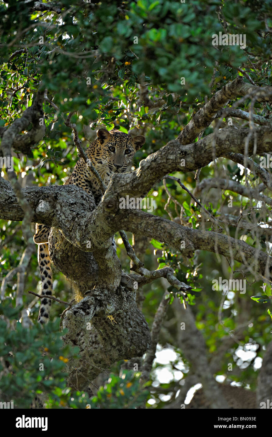 Leopard in tree india hi-res stock photography and images - Alamy