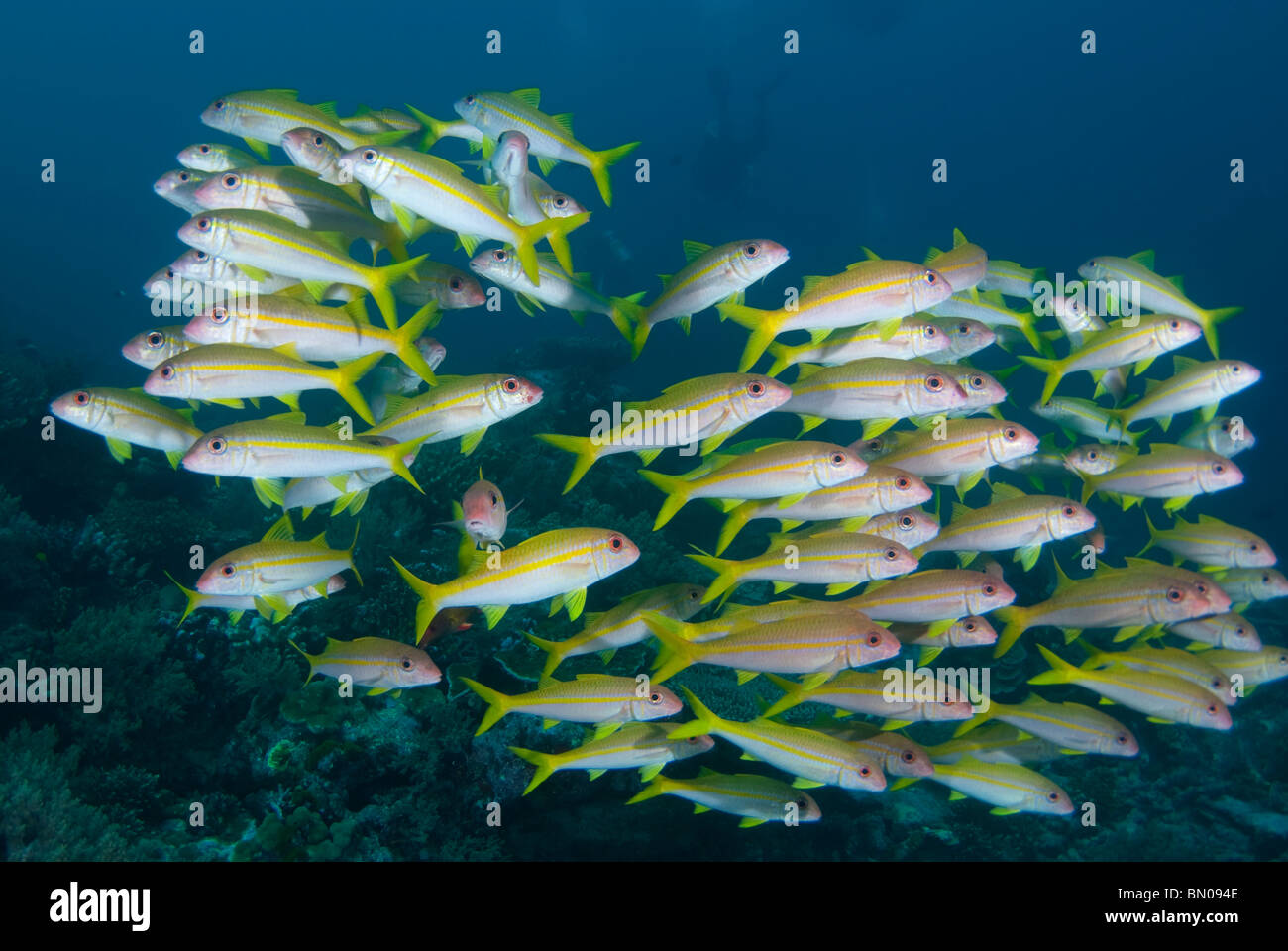 School of Yellowfin Goatfish, Mulloidichthys vanicolensis, Similan ...