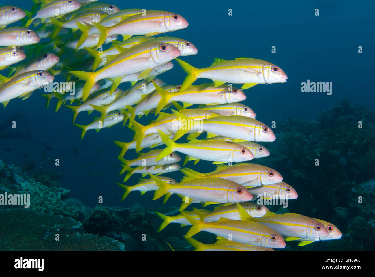 School of Yellowfin Goatfish, Mulloidichthys vanicolensis, profile ...