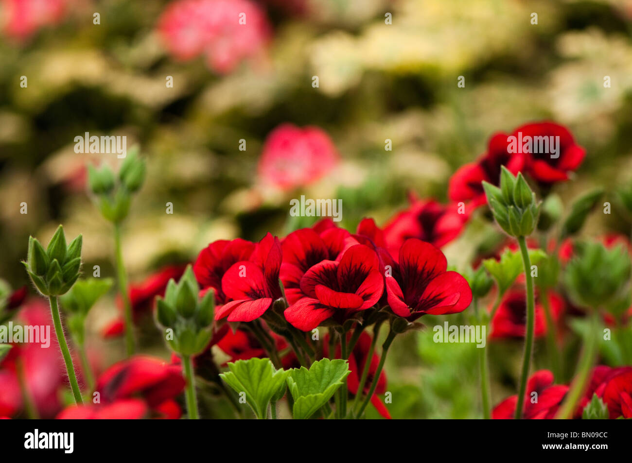Pelargonium 'Voodoo' in flower in summer Stock Photo - Alamy