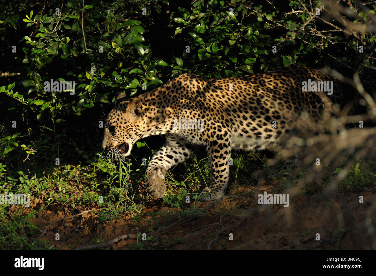 Stalking Leopard High Resolution Stock Photography and Images - Alamy