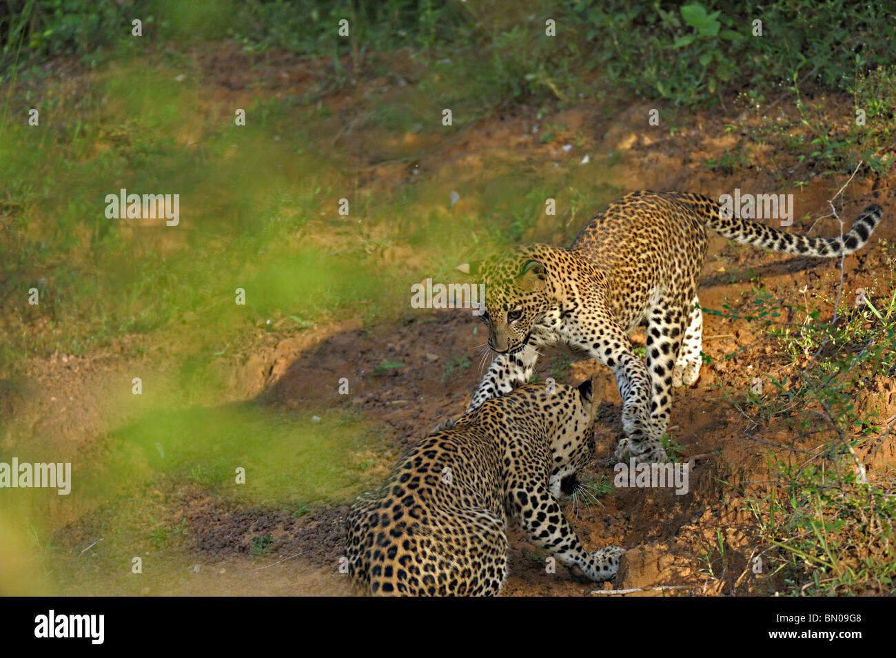 Two Leopards play fighting in Yala national park, Sri Lanka Stock Photo ...