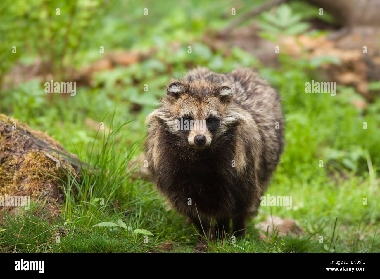 Standing racoon hi-res stock photography and images - Alamy