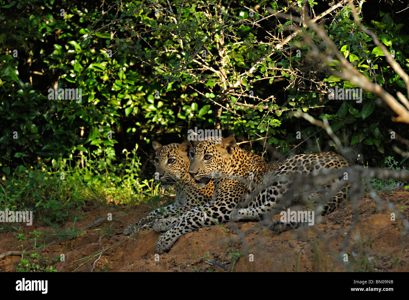 Two Leopards in Yala national park, Sri Lanka Stock Photo - Alamy