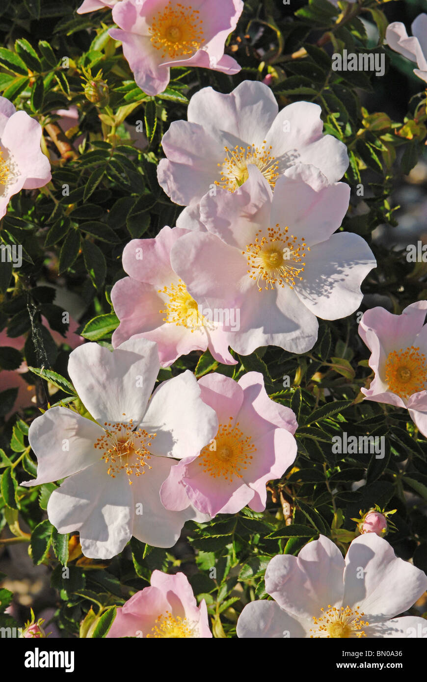 How Do I Get Rid Of My Dogs Roses