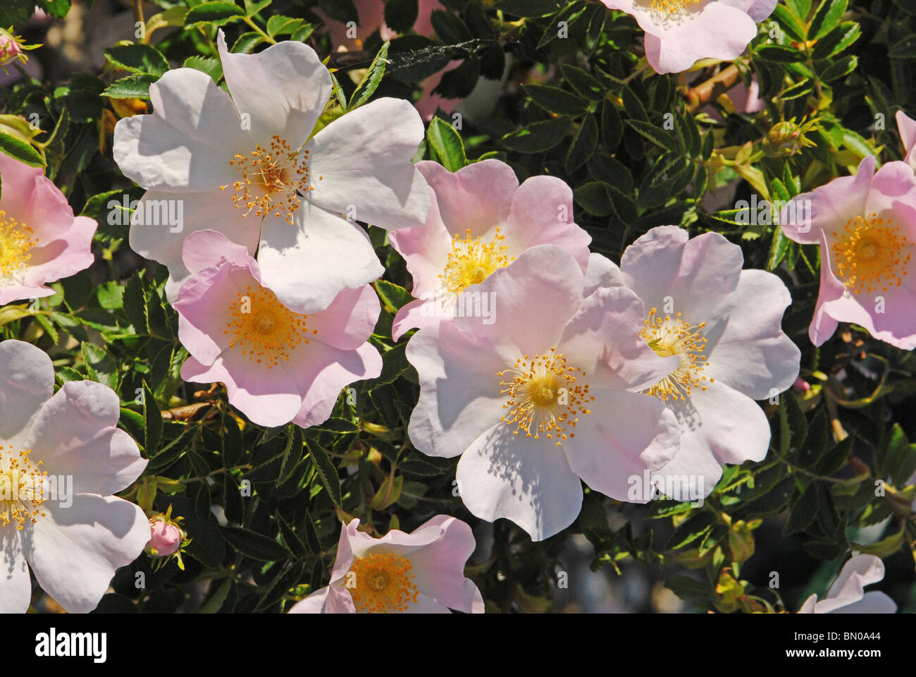 Dog roses rosa canina hi-res stock photography and images - Alamy
