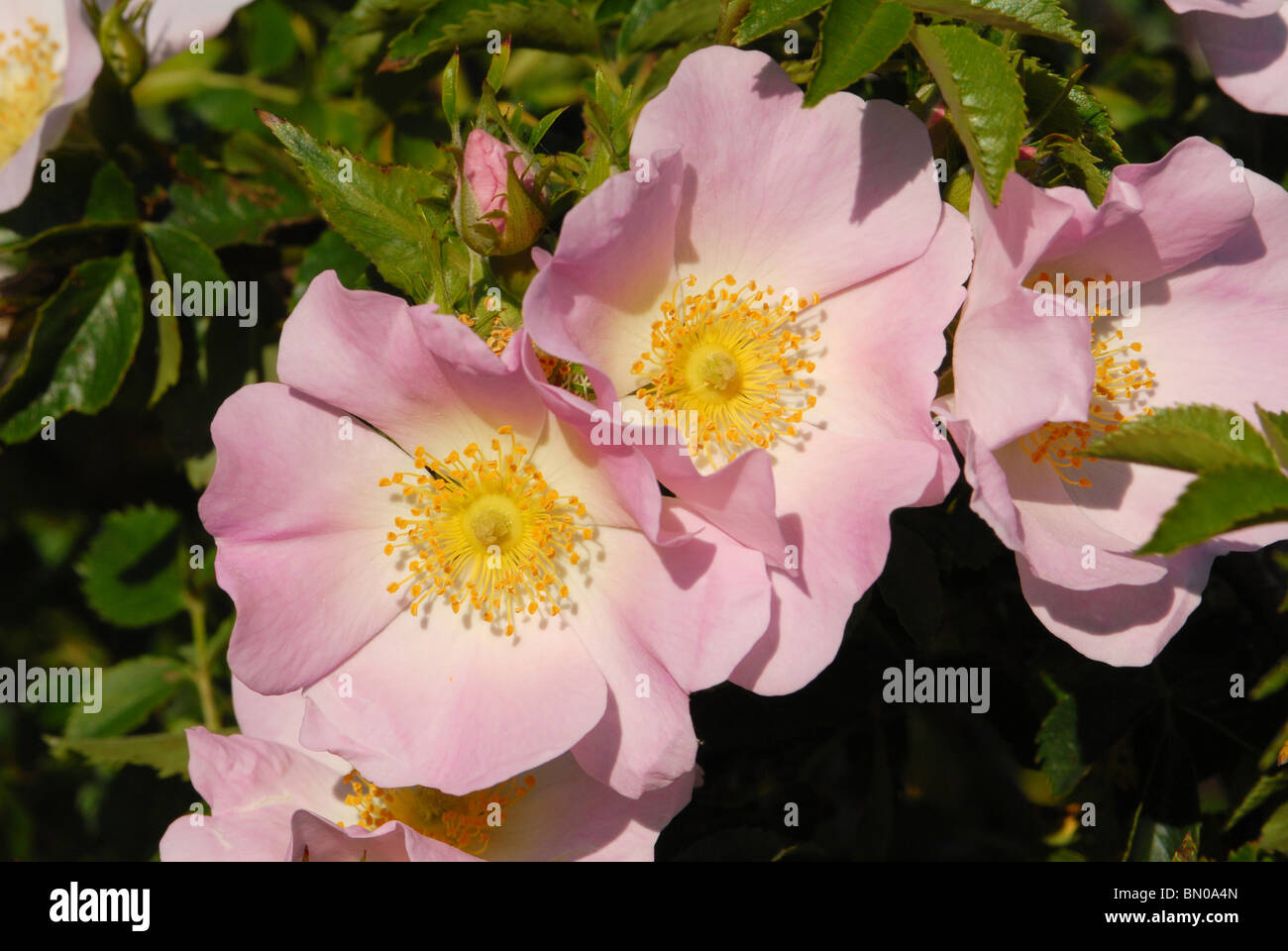 A profusion wild Dog Rose flowers Rosa canina Stock Photo - Alamy