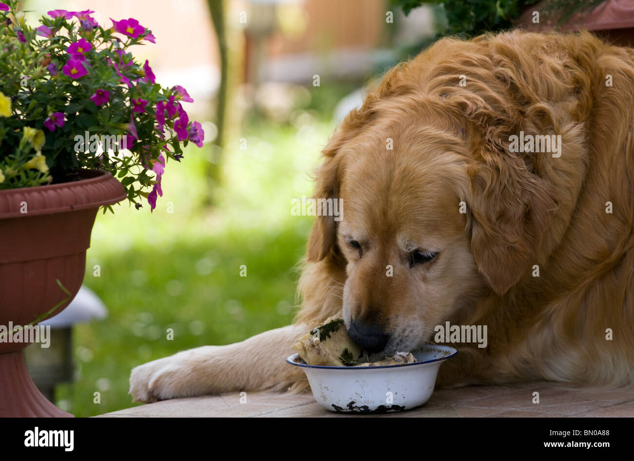 Golden retriever eating meat from the old pot Stock Photo - Alamy