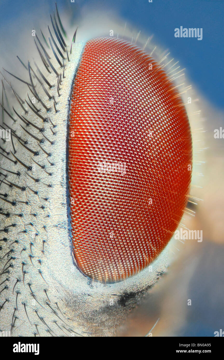 Extreme closeup of a fly's eye, side view. Common house fly, musca ...