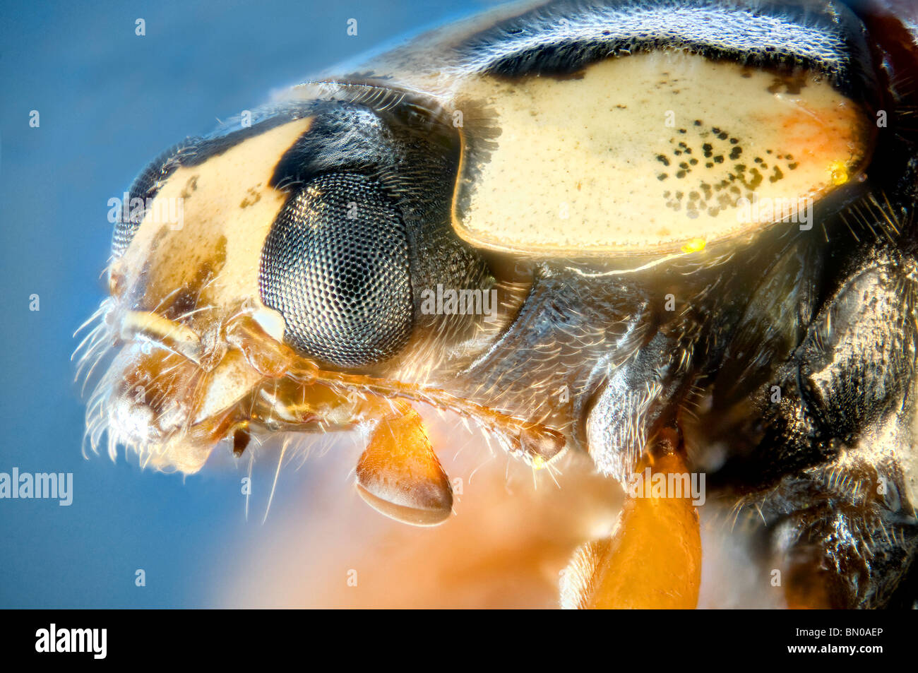 extreme close up of a ladybird's head Stock Photo - Alamy