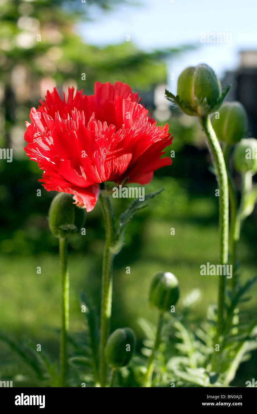 Nice flower decoration hi-res stock photography and images - Alamy