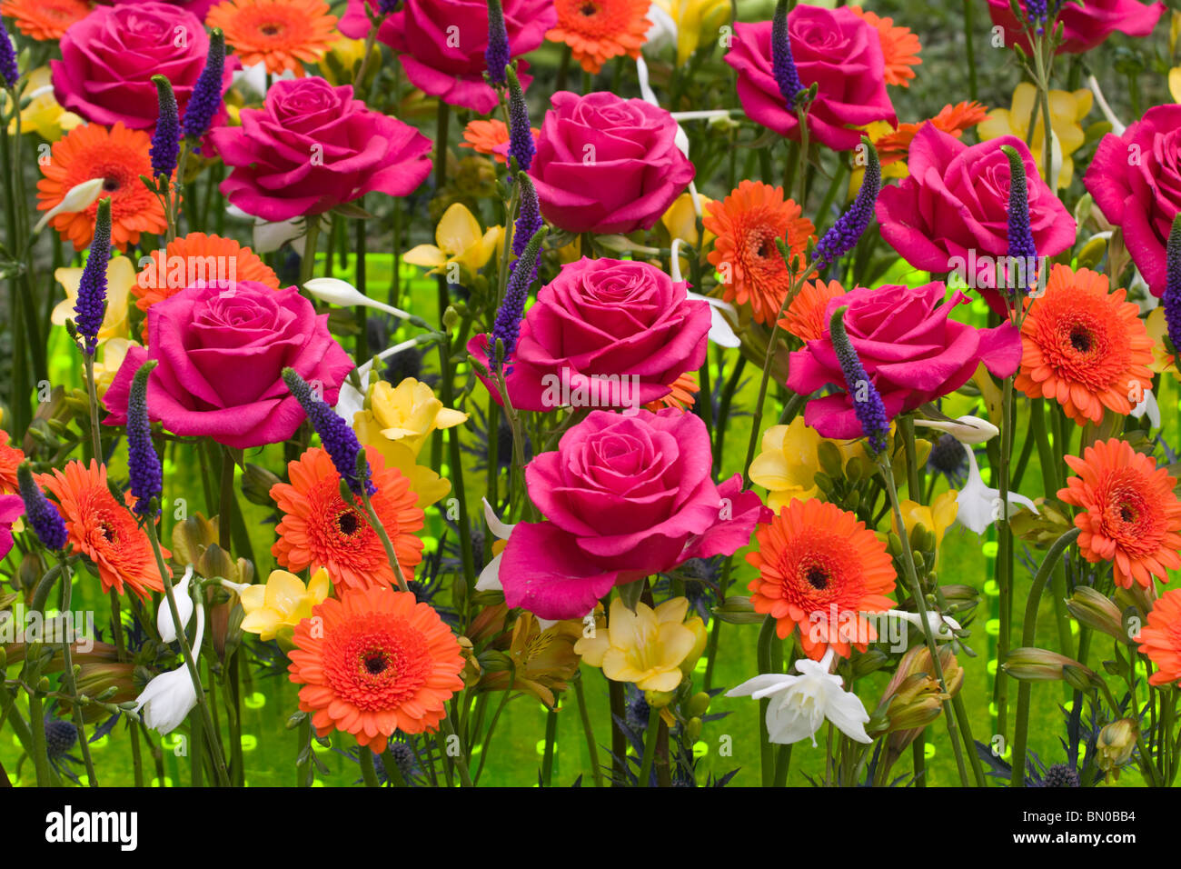Rows of beautiful spring flowers Stock Photo - Alamy