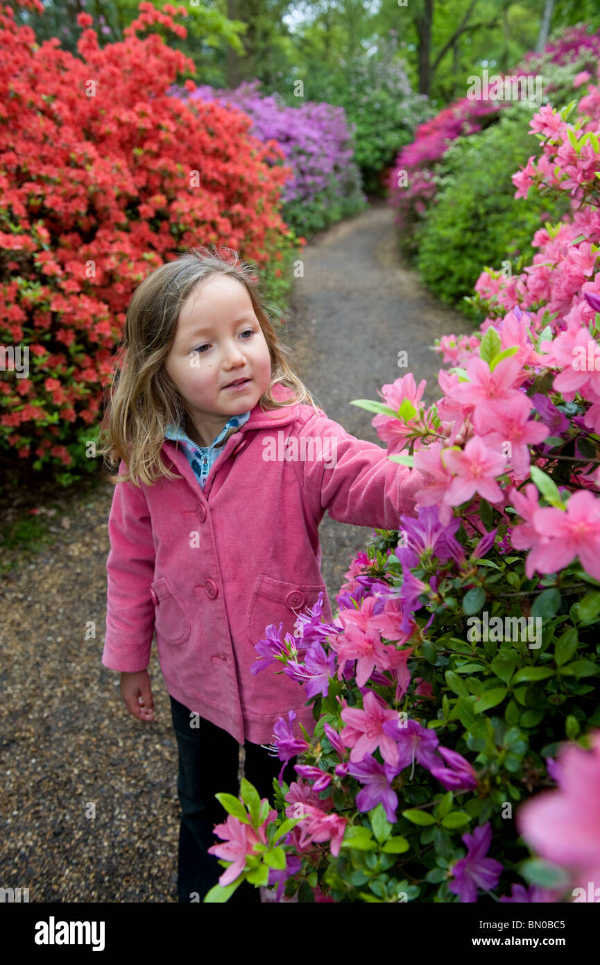 A 5 year old girl looking at azalea flowers in the Isabella plantation ...