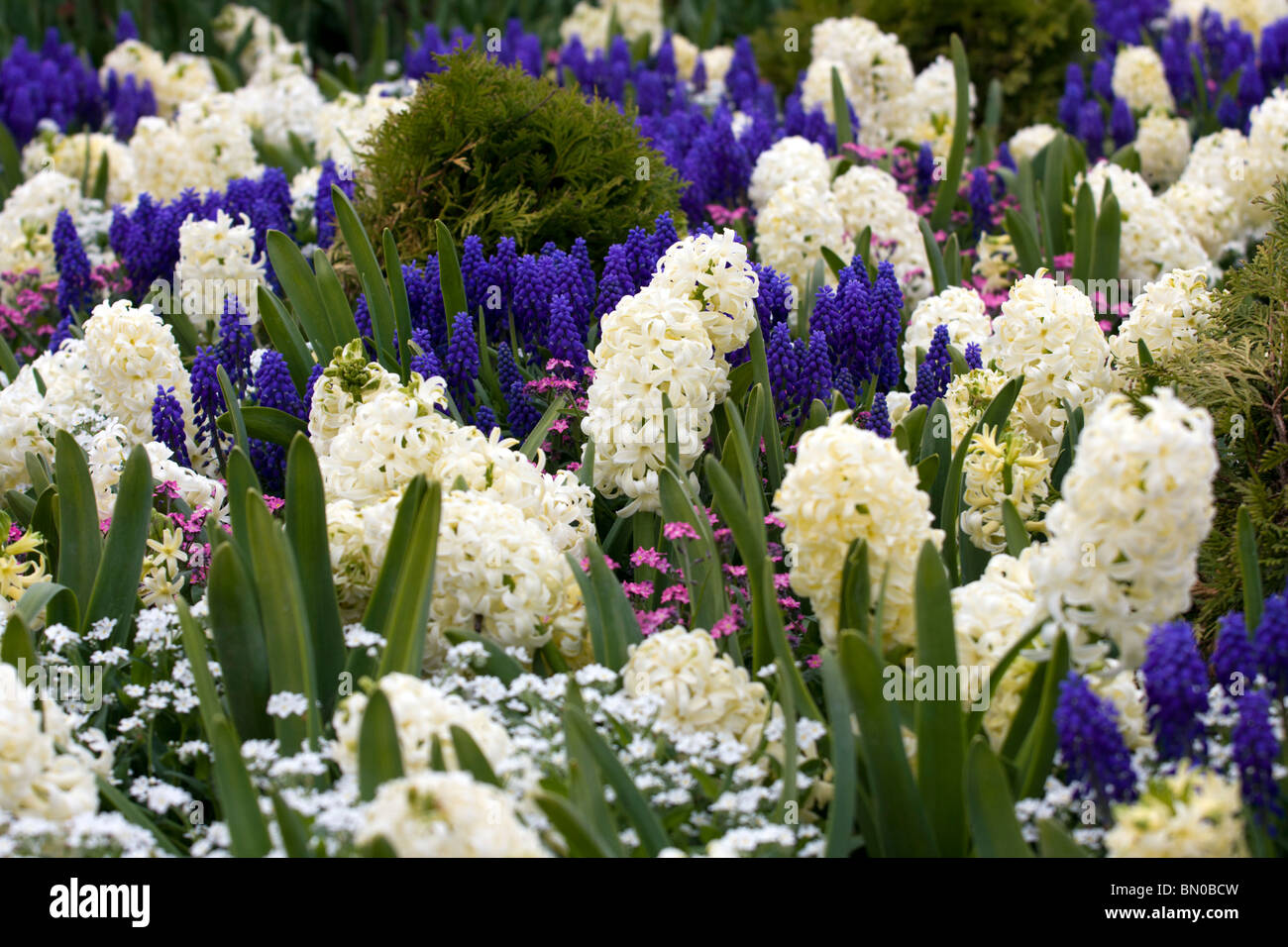 Flower bed of spring flowers Stock Photo - Alamy