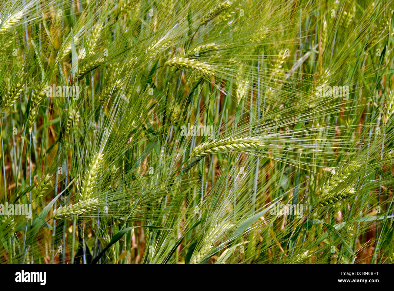 Italy wheat ear hi-res stock photography and images - Alamy