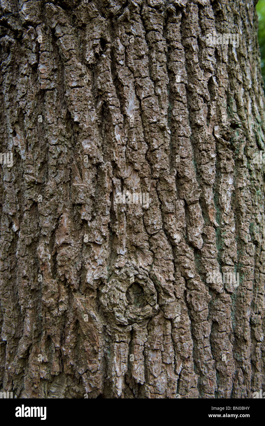 Oak tree bark close up on Oak in London Park Stock Photo - Alamy