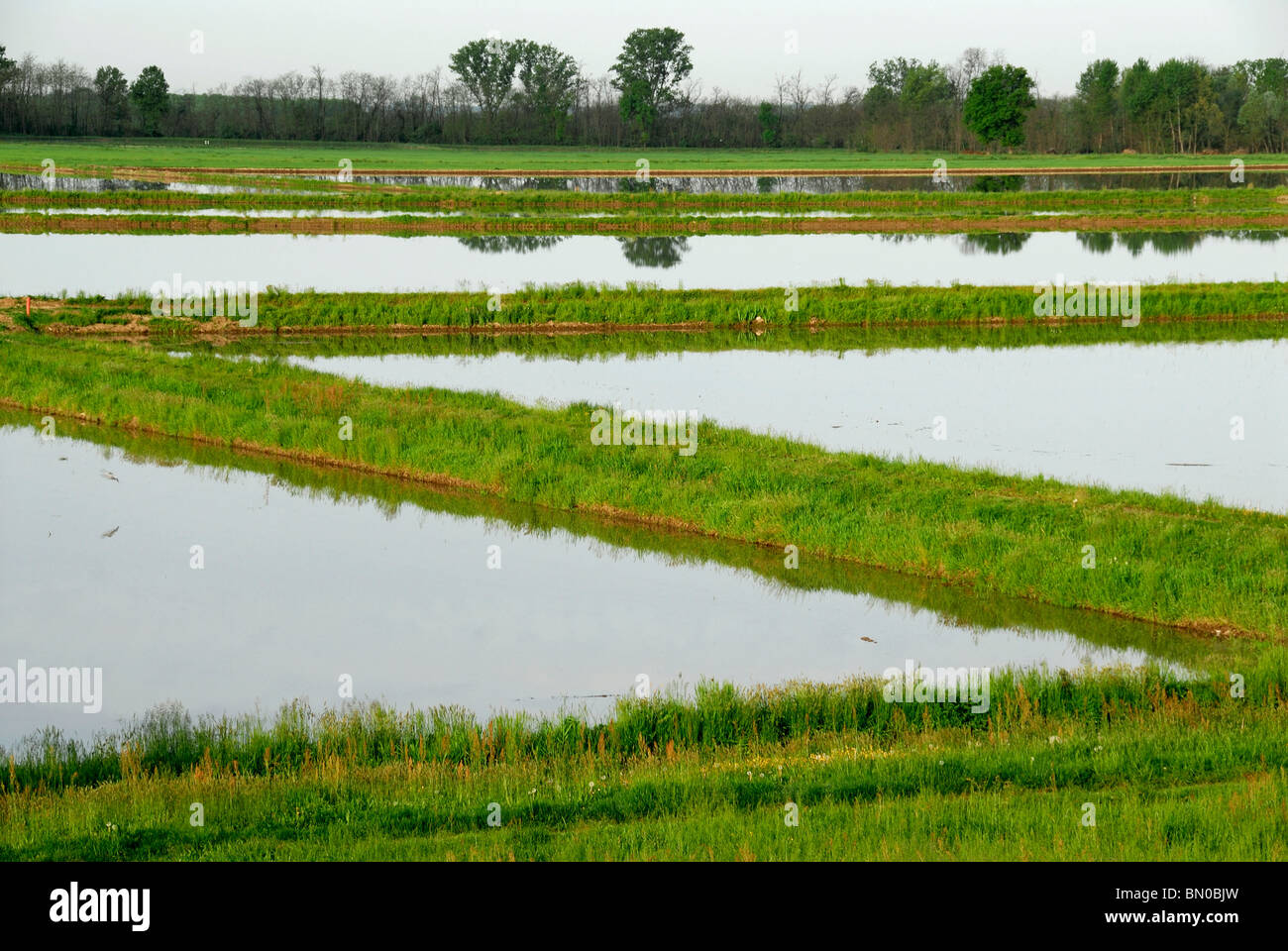 Rice field, Ticino Park, Lombardy, Italy Stock Photo - Alamy