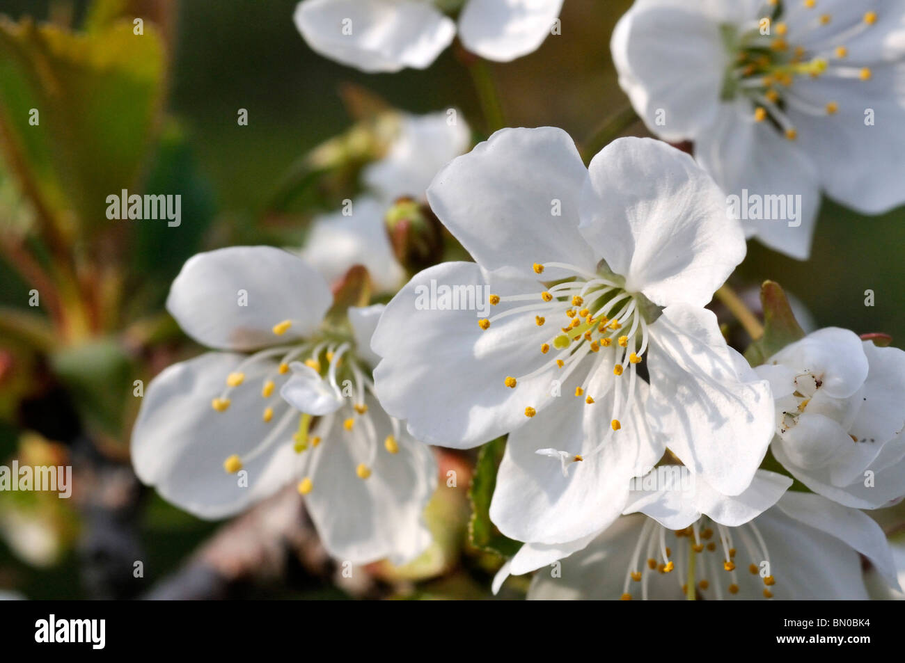 Prunus, Cherry tree in blossom, Italy Stock Photo - Alamy