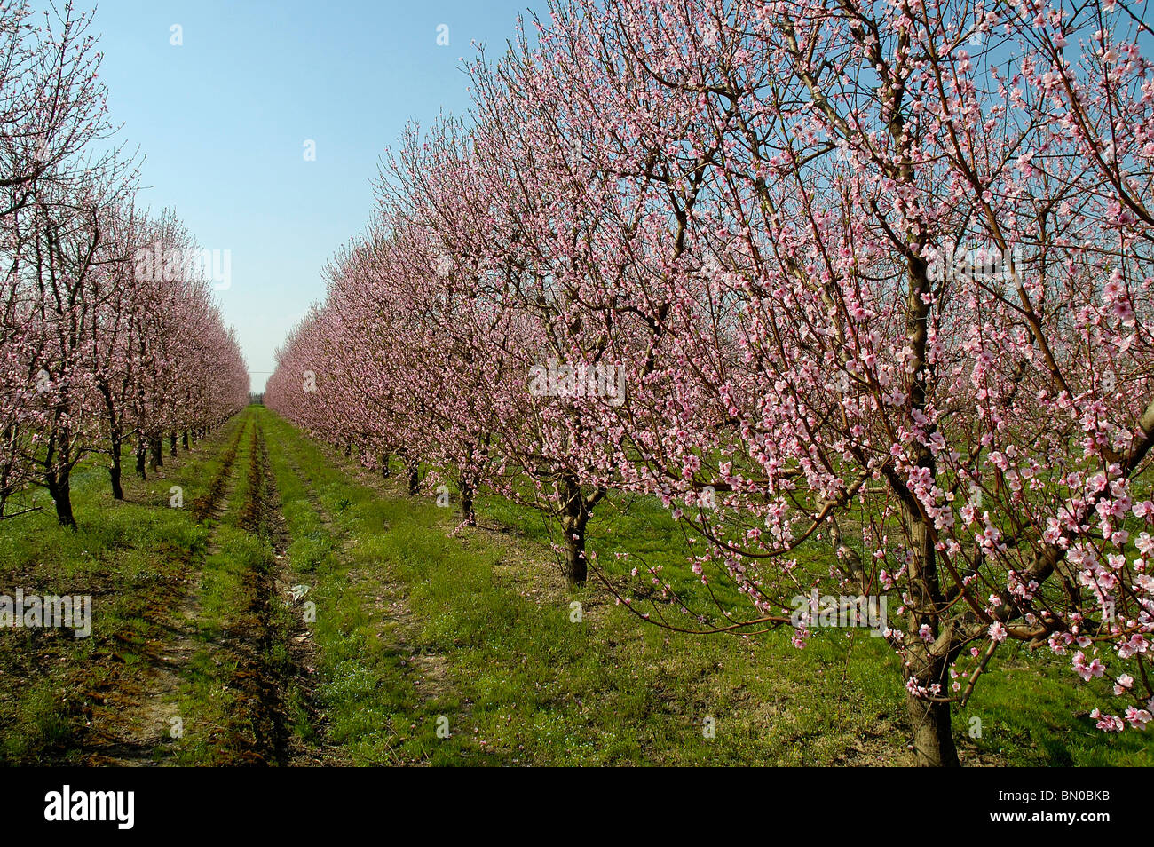 Prunus Persica, Peach tree in blossom, Italy Stock Photo - Alamy