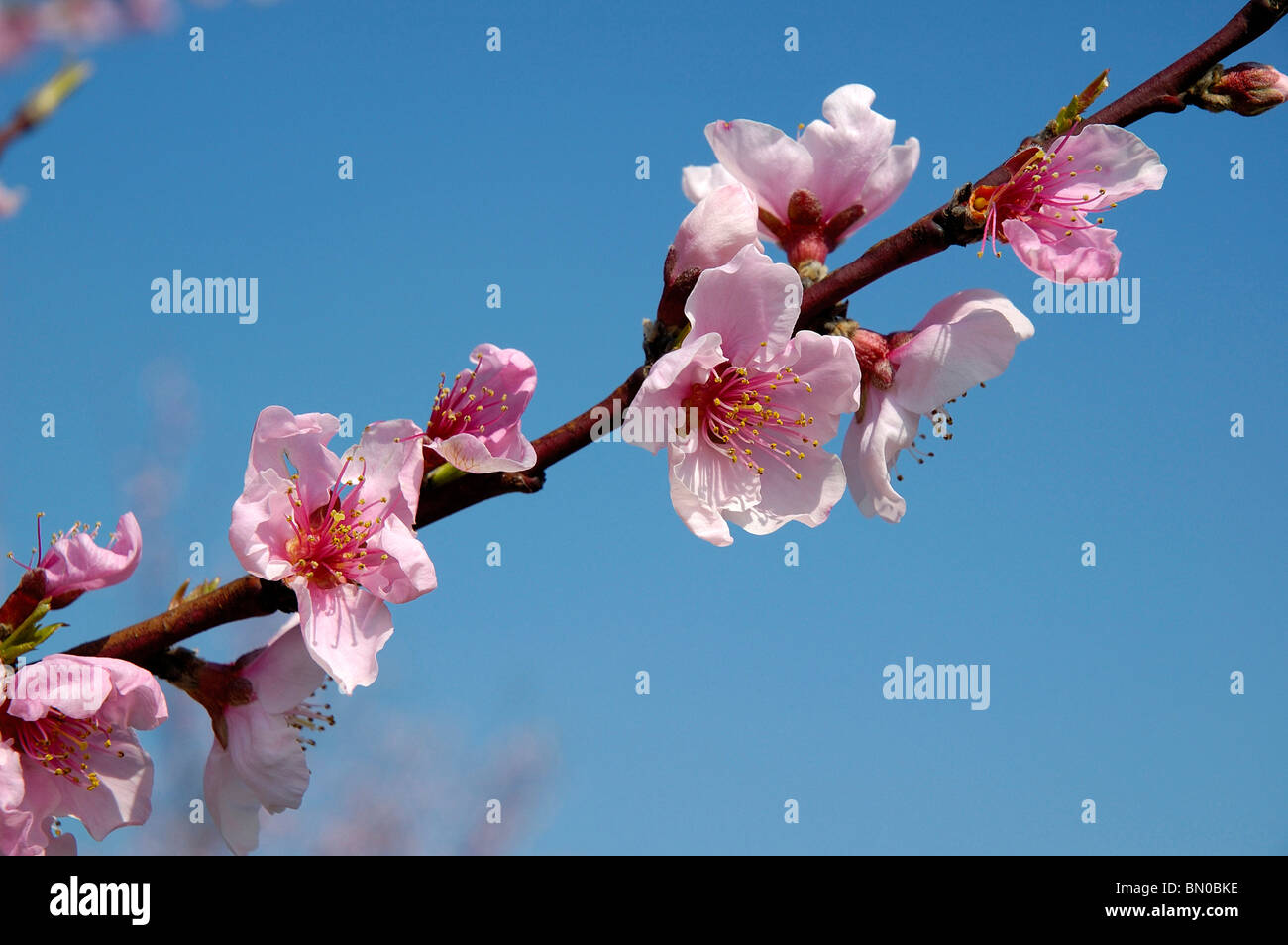 Prunus Persica, Peach tree in blossom, Italy Stock Photo - Alamy