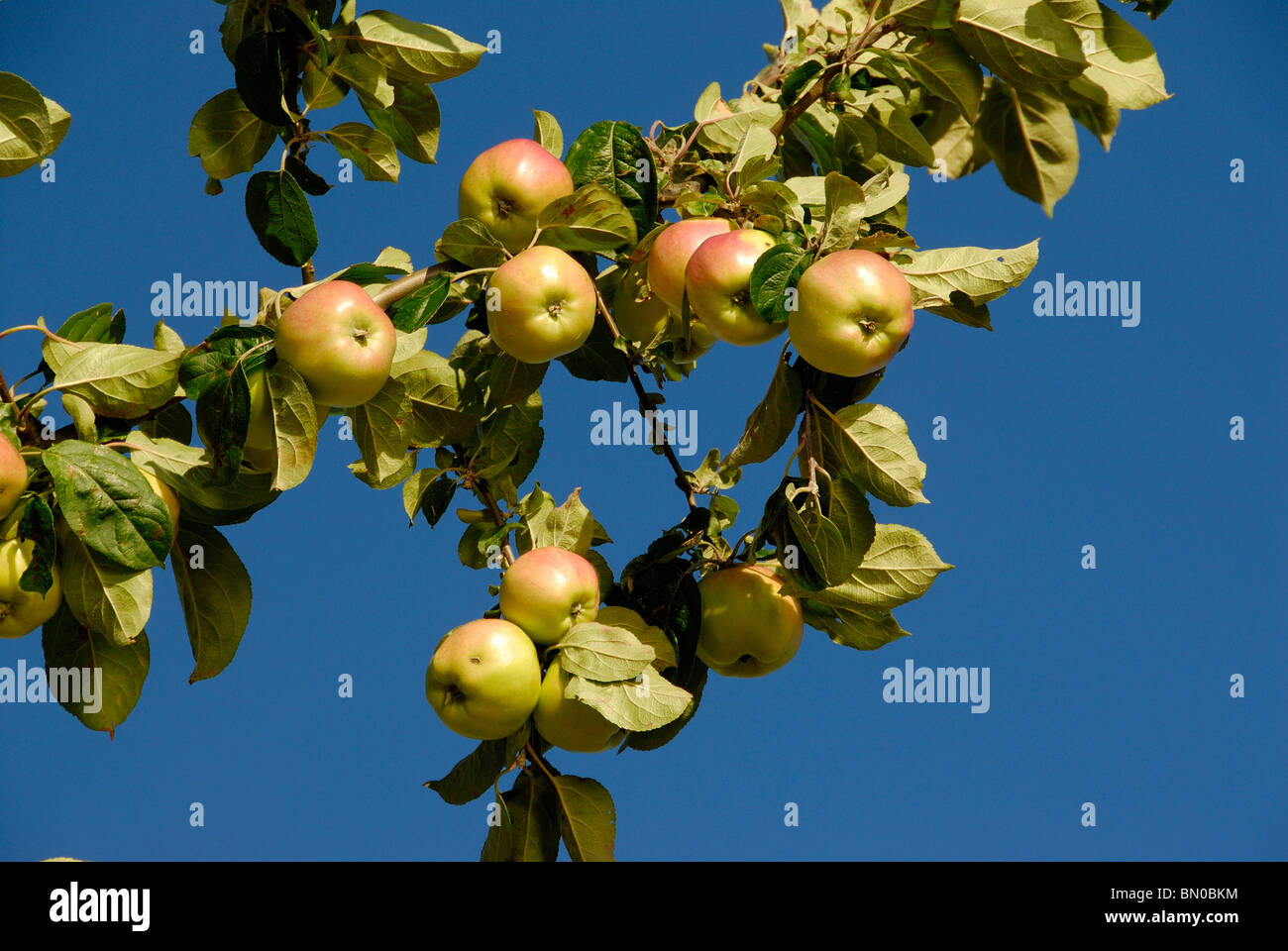 Apple tree, Italy Stock Photo - Alamy