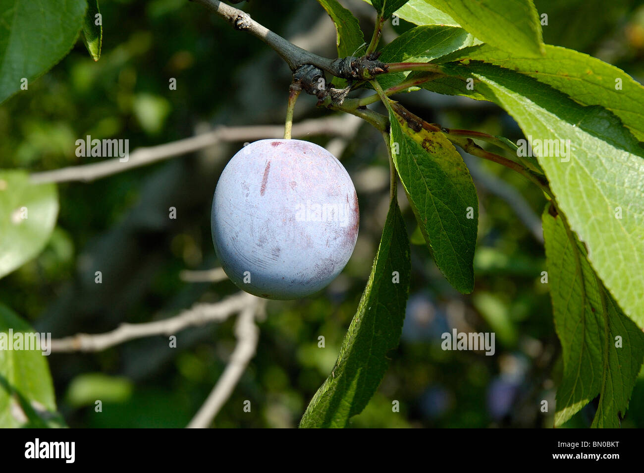 Prunus domestica, plum on tree, Italy Stock Photo - Alamy