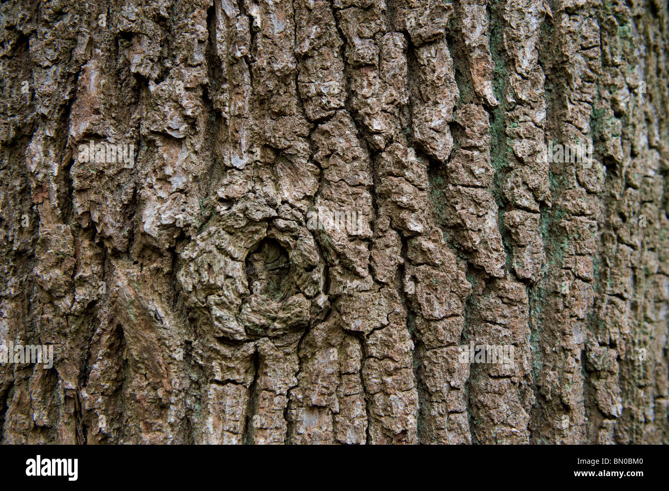 Oak tree bark hi-res stock photography and images - Alamy