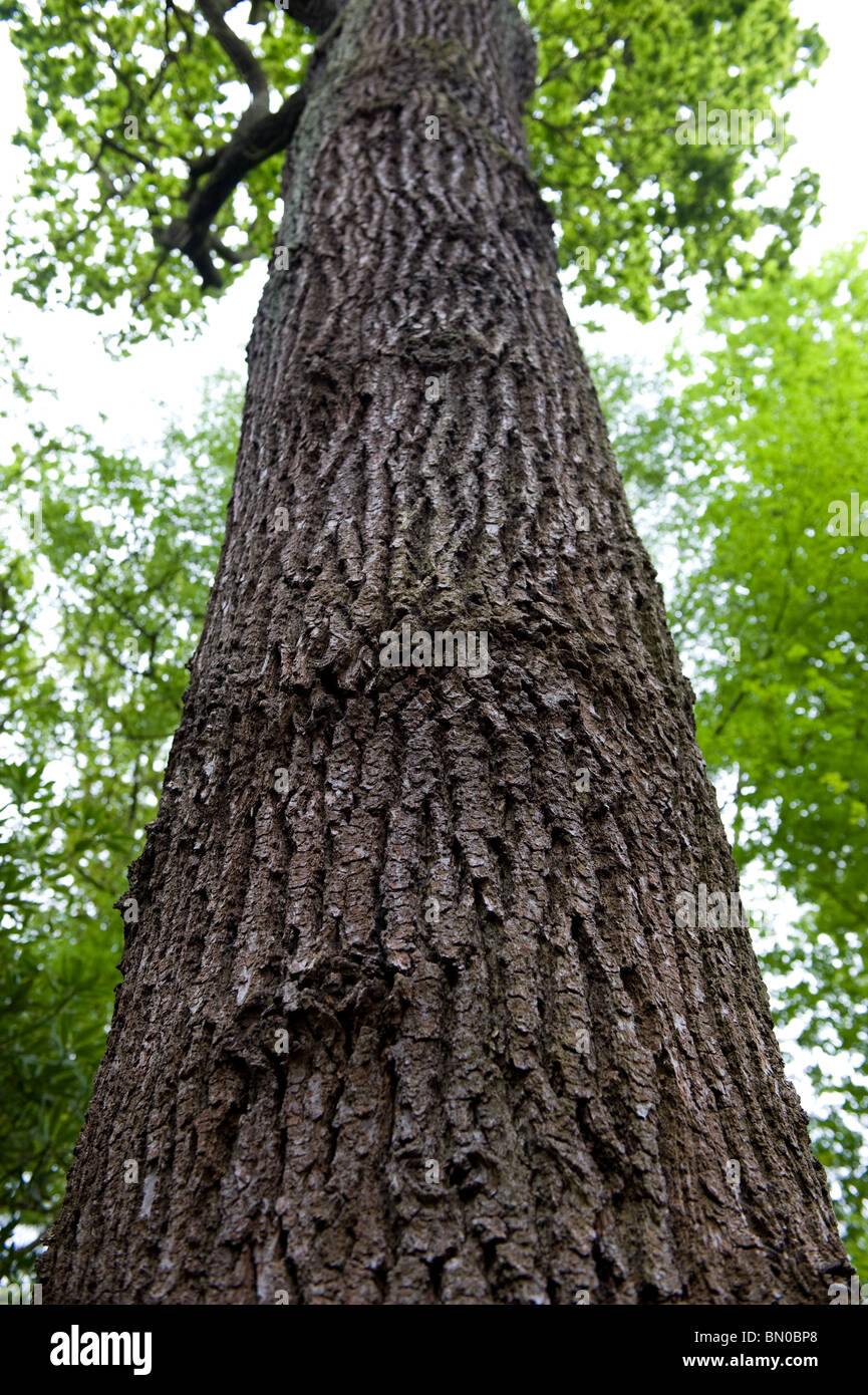 Oak tree bark close up on Oak in London Park Stock Photo - Alamy