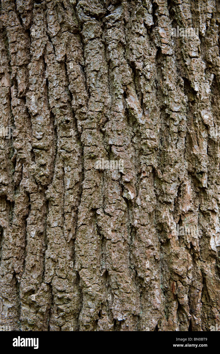 Oak tree bark close up on Oak in London Park Stock Photo - Alamy