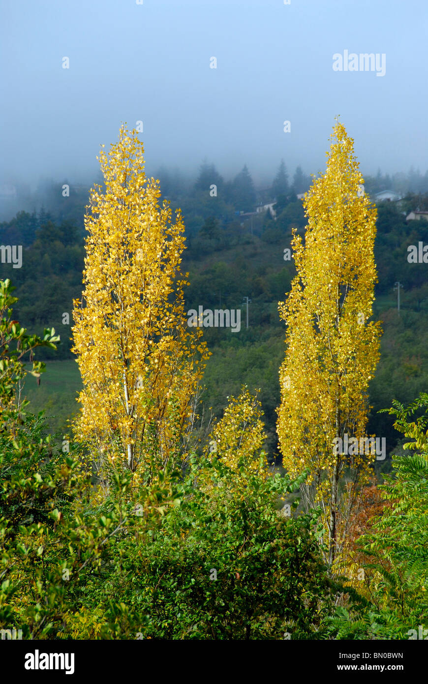 Populus pyramidalis, Italy Stock Photo - Alamy