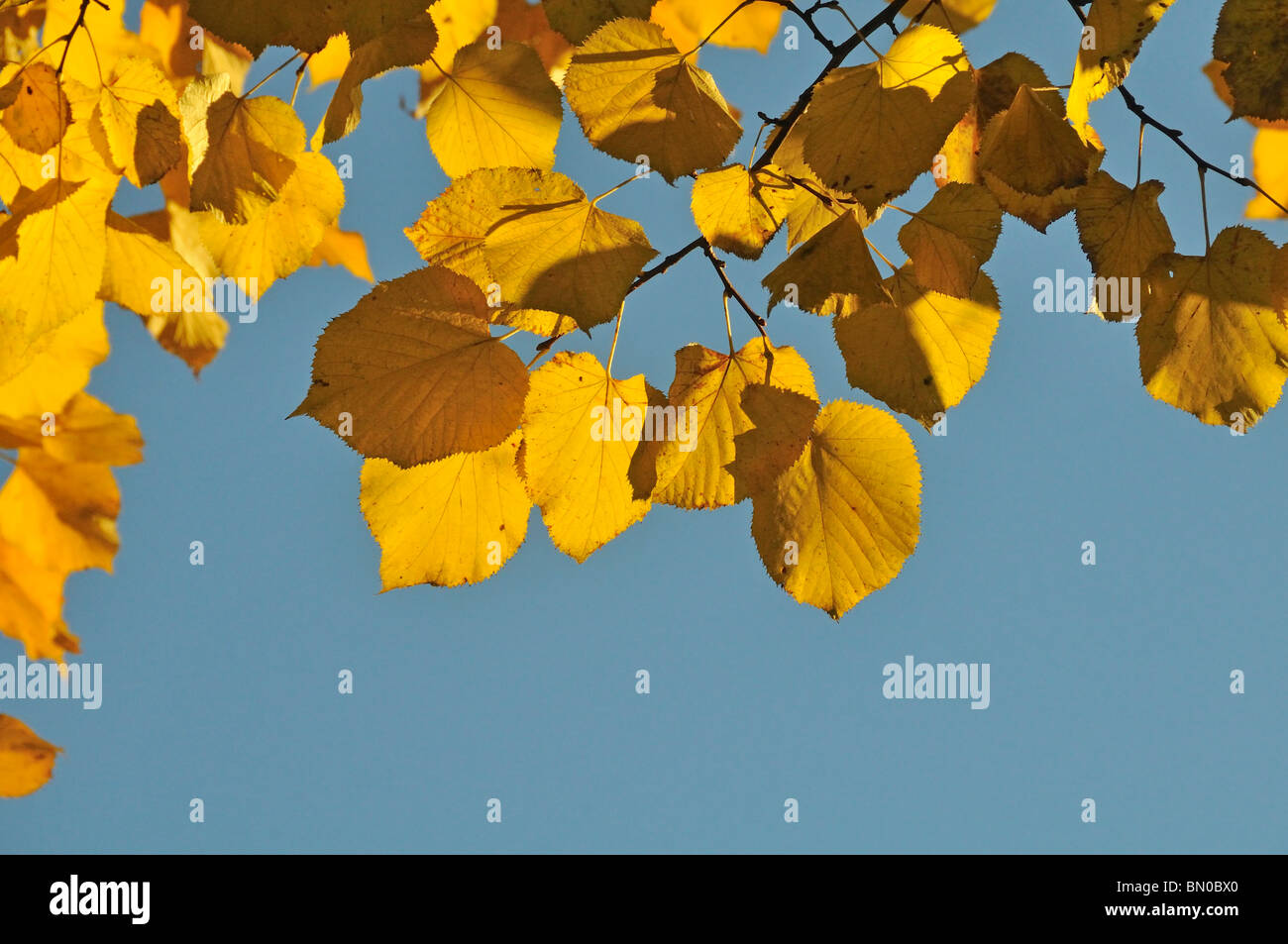 Leaf tilia sp italy hi-res stock photography and images - Alamy