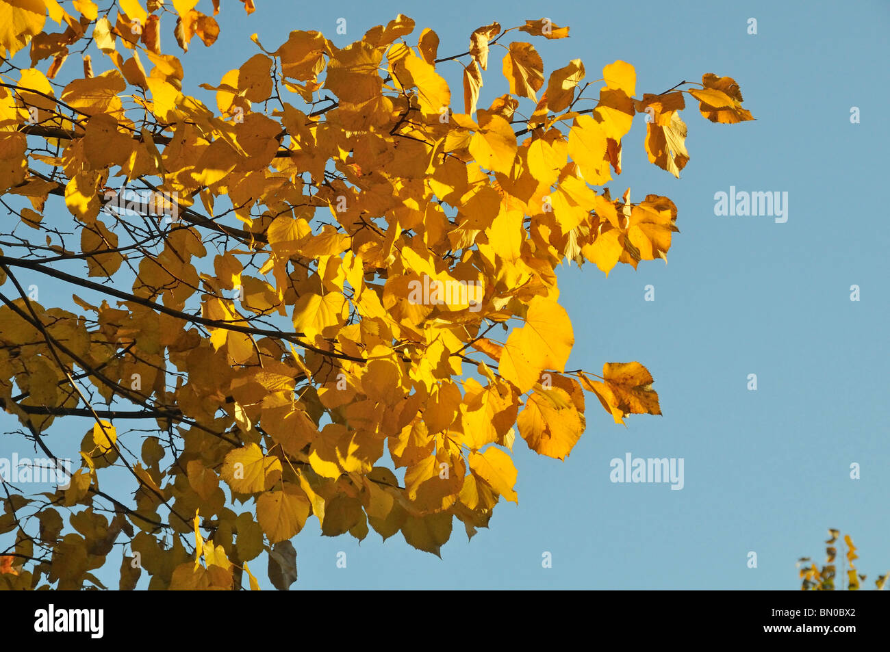Leaf of Tilia sp, Italy Stock Photo - Alamy