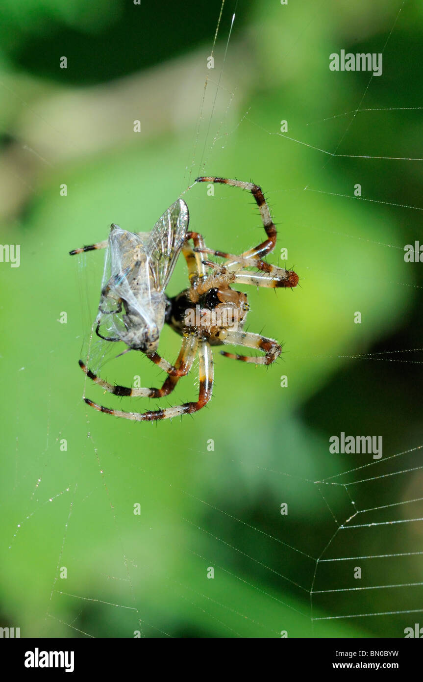 Araneidae, Orb-weaver spider Stock Photo - Alamy
