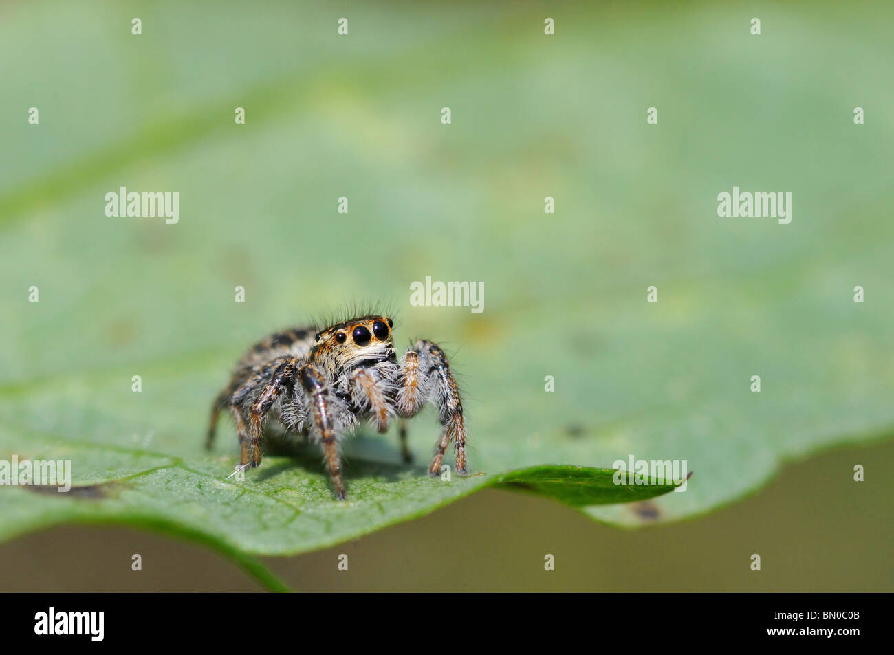 Salticus sp hi-res stock photography and images - Alamy