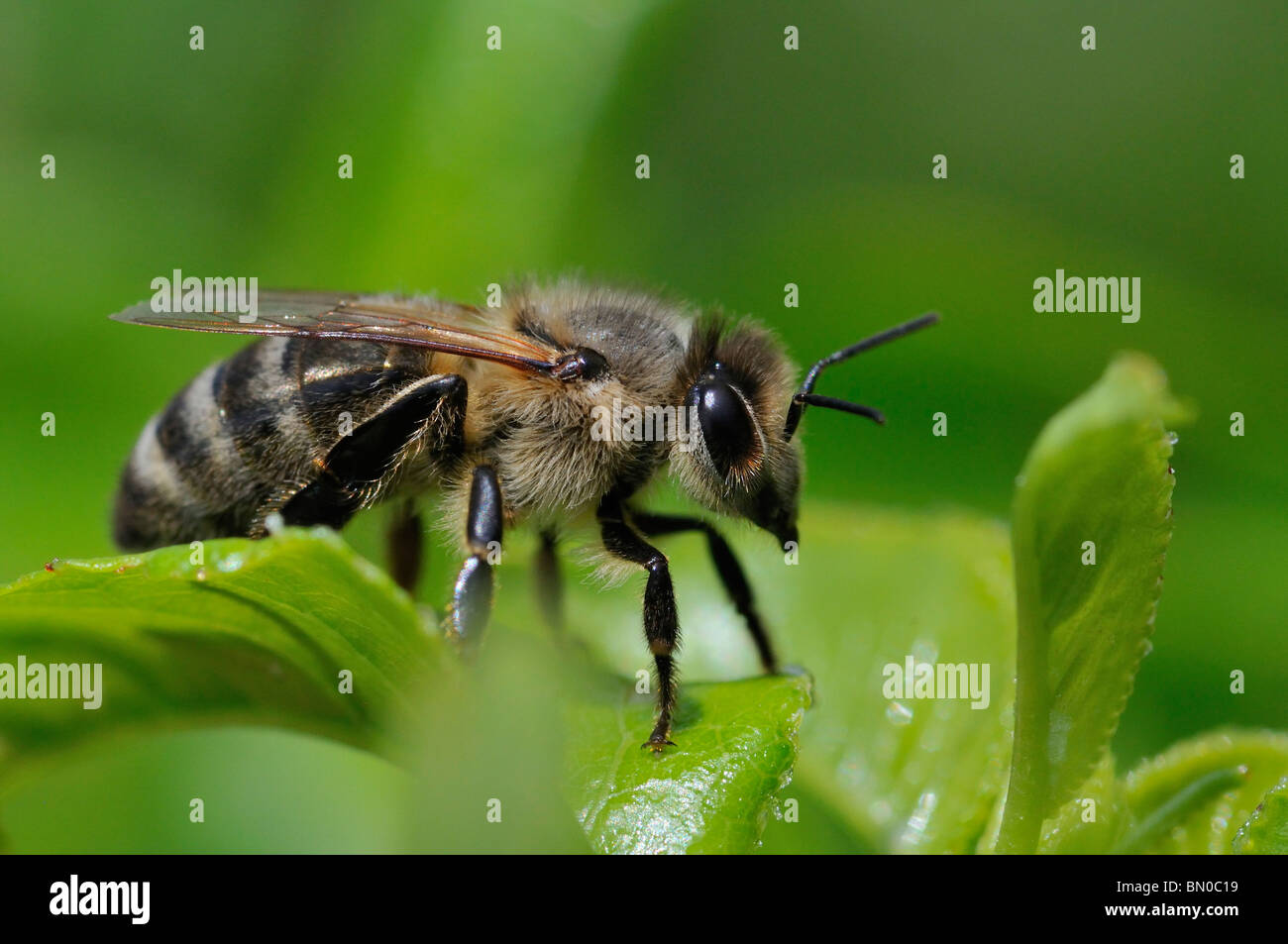 Apis mellifera, European honey bee or western honey bee Stock Photo - Alamy