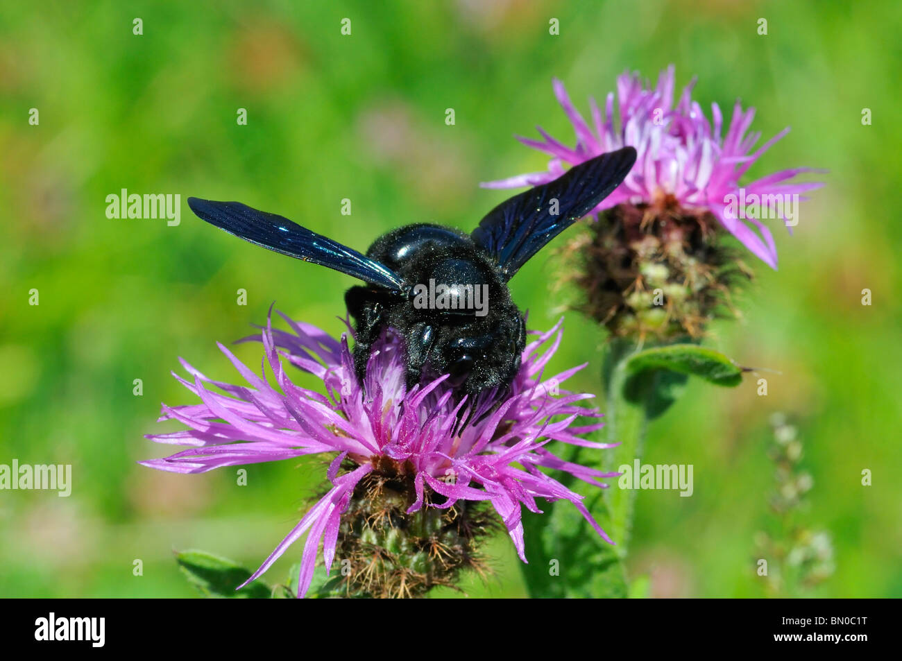 Xylocopa violacea, carpenter bee Stock Photo - Alamy