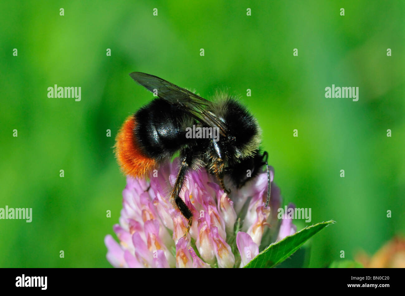 Bombus lapidarius, Red-tailed bumblebee Stock Photo - Alamy