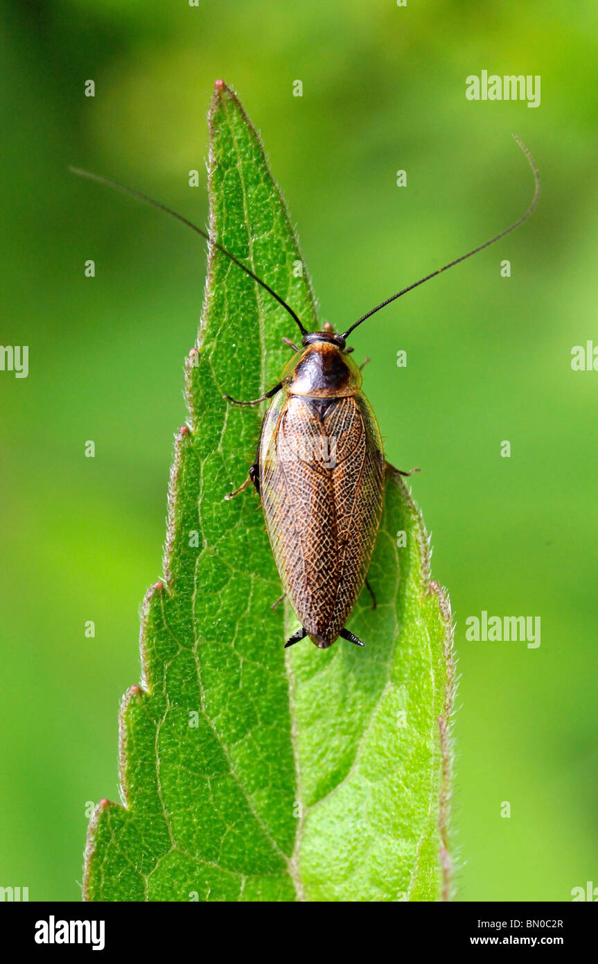 Ectobius lapponicus, Dusky cockroach Stock Photo - Alamy